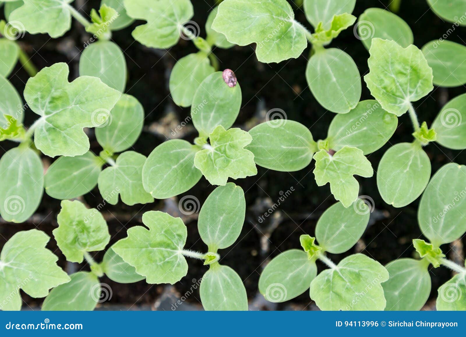 Watermelon Seedling Growth in Sowing Tray Stock Photo - Image of garden ...