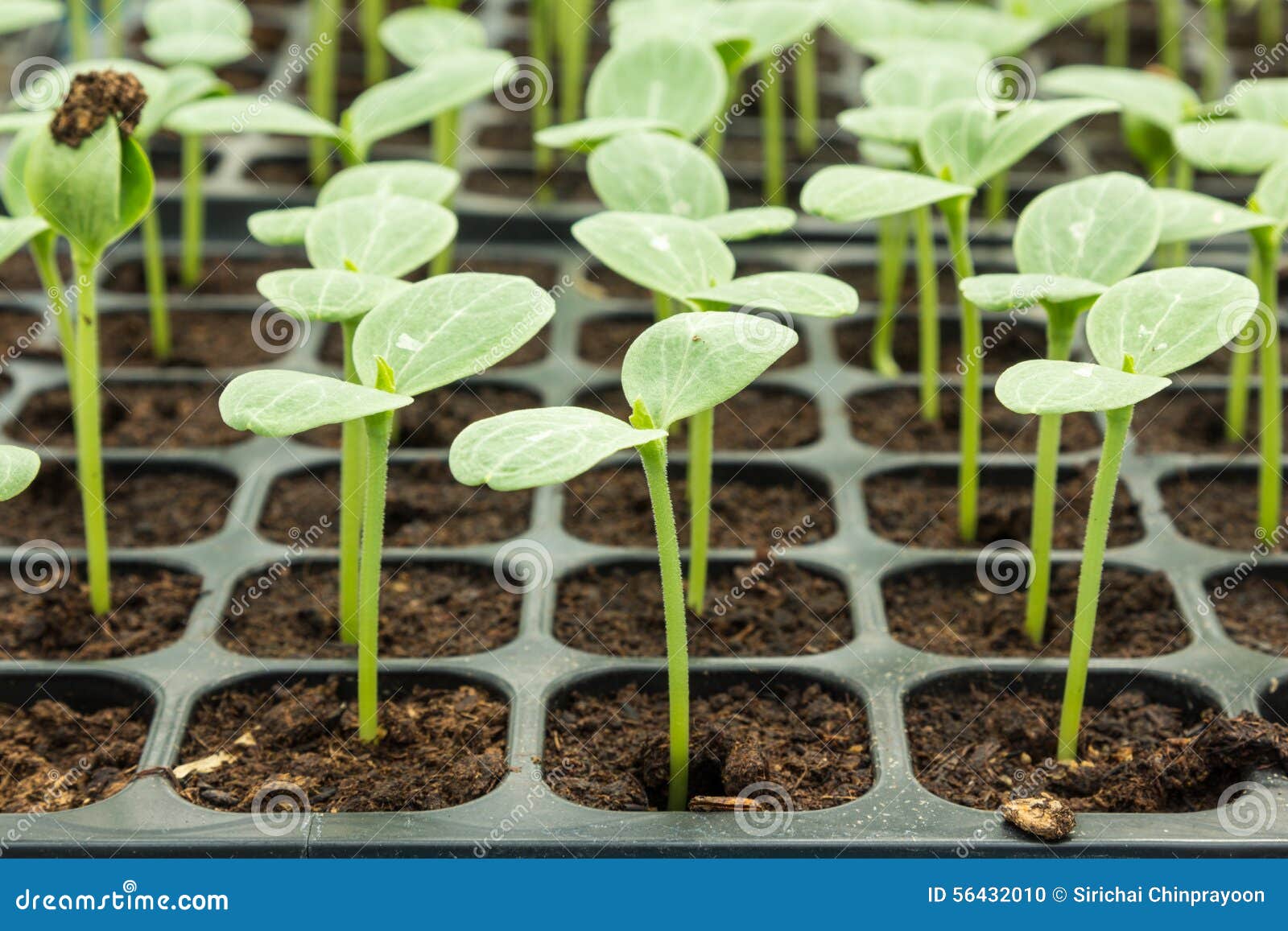 Watermelon seedling stock photo. Image of organic, life - 56432010