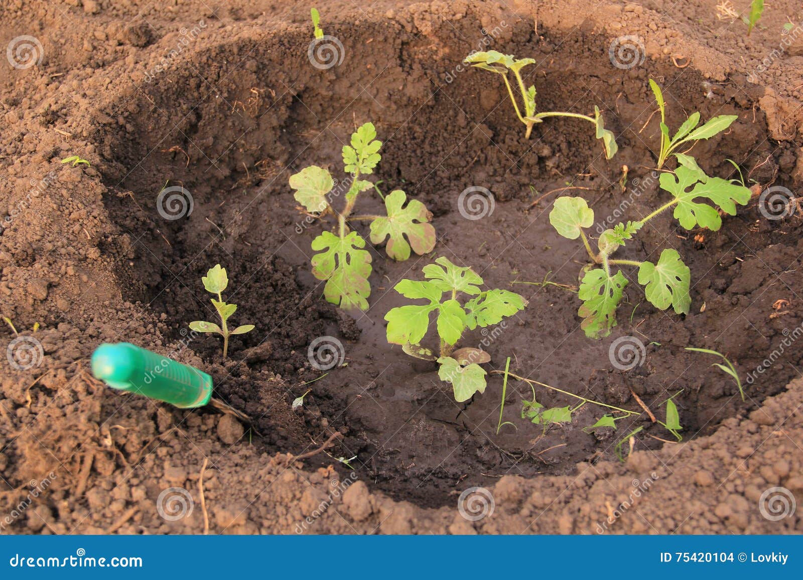 Watermelon seedlings stock photo. Image of life, area - 75420104