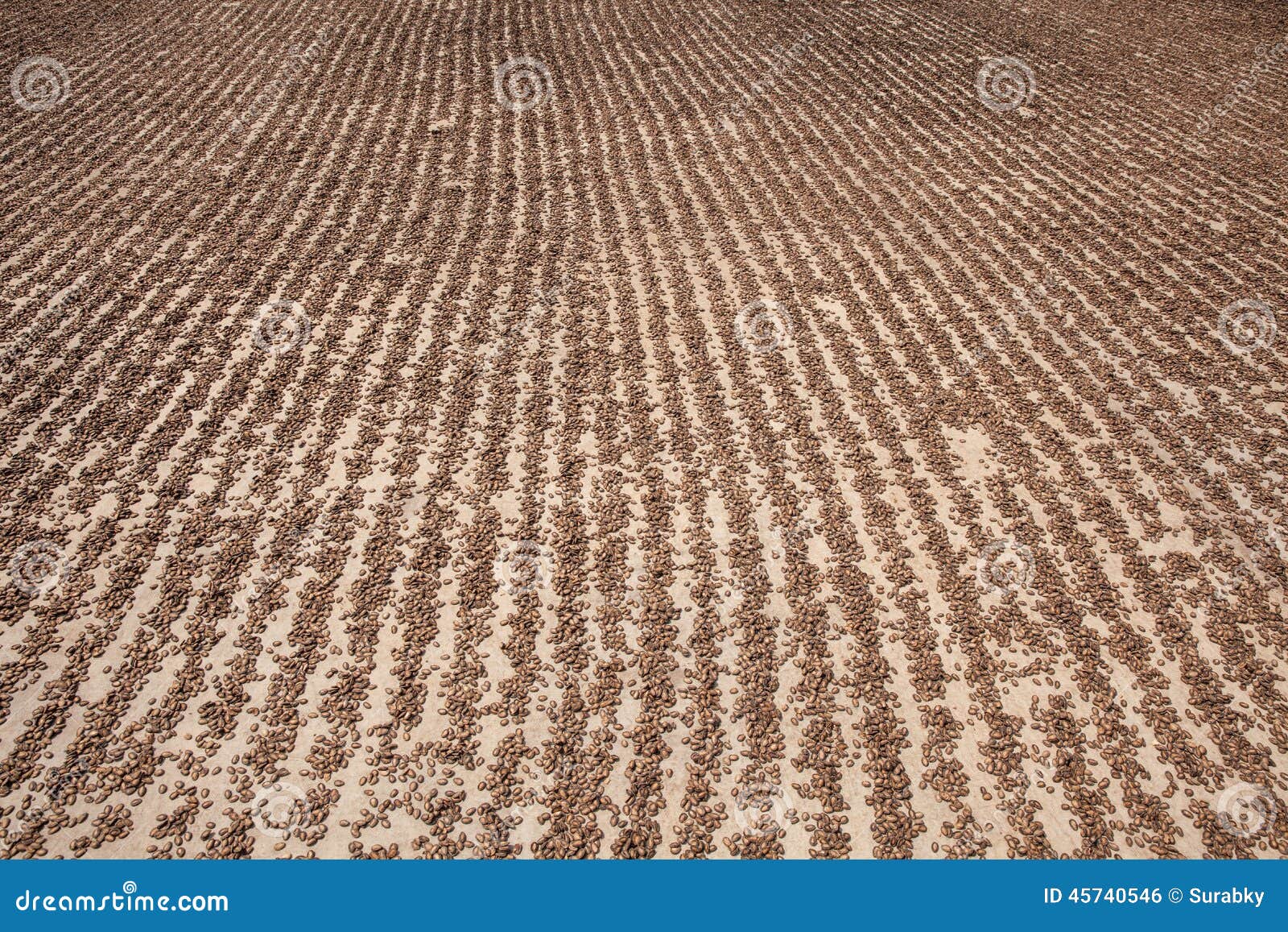 Watermelon Seeds Drying in Sun Stock Photo - Image of appetizer, snack ...