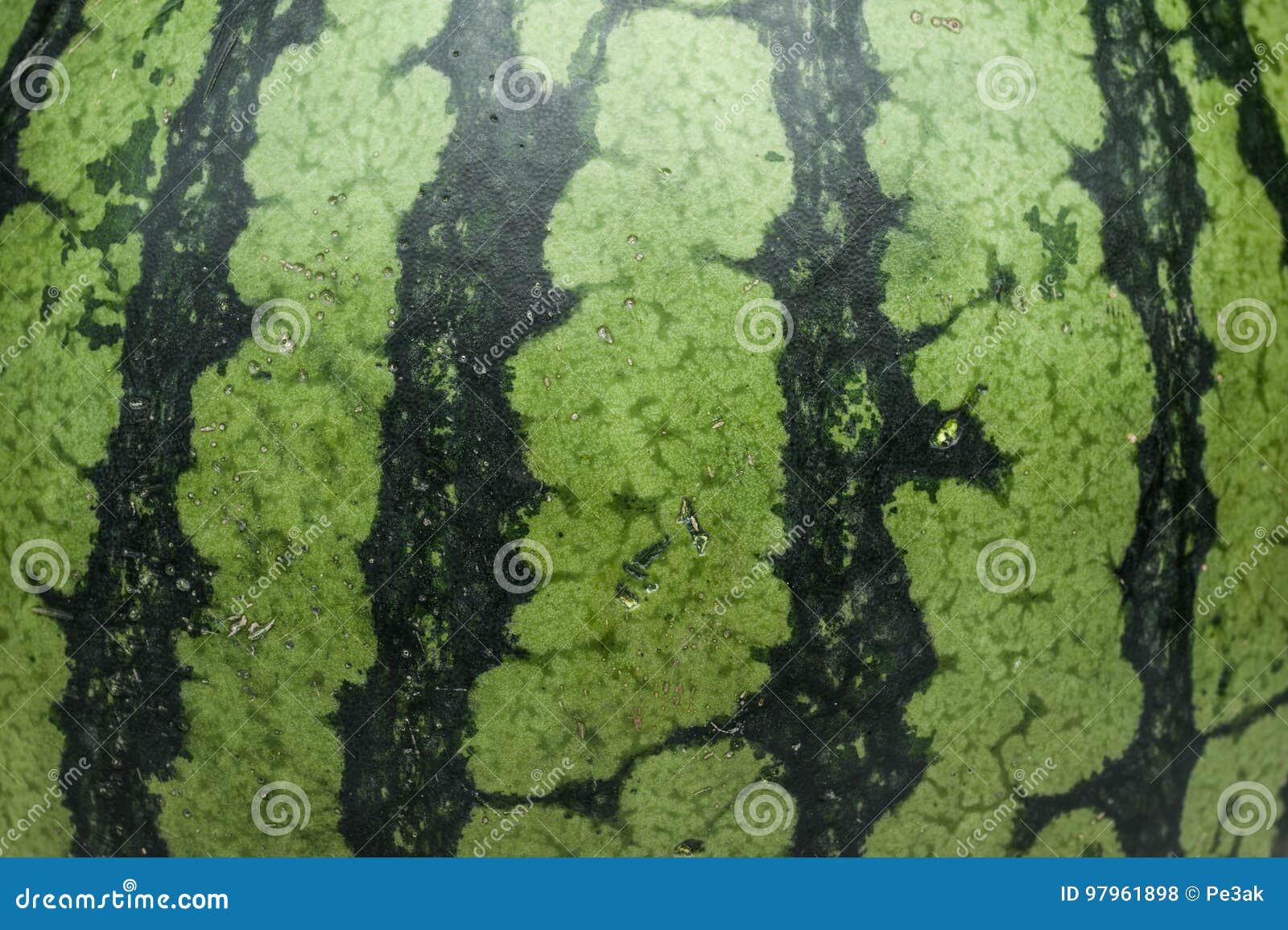 Watermelon Skin Texture Stock Photography | CartoonDealer.com #33725852