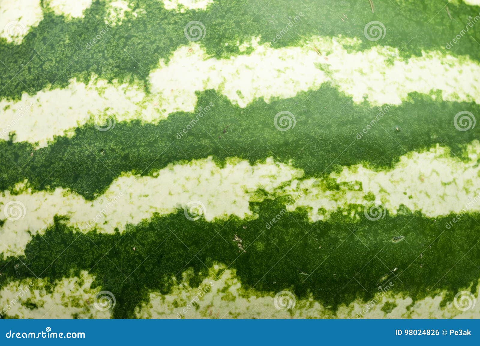 Watermelon Skin Texture Stock Photography | CartoonDealer.com #33725852