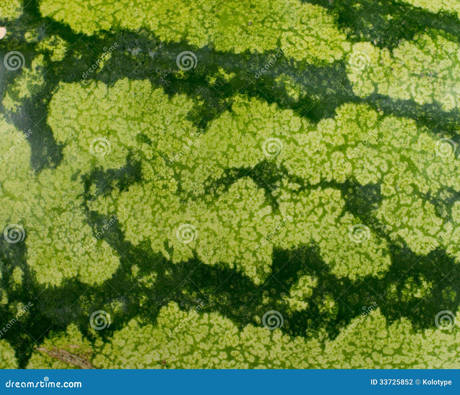 Watermelon skin texture stock photo. Image of green, snack - 33725852