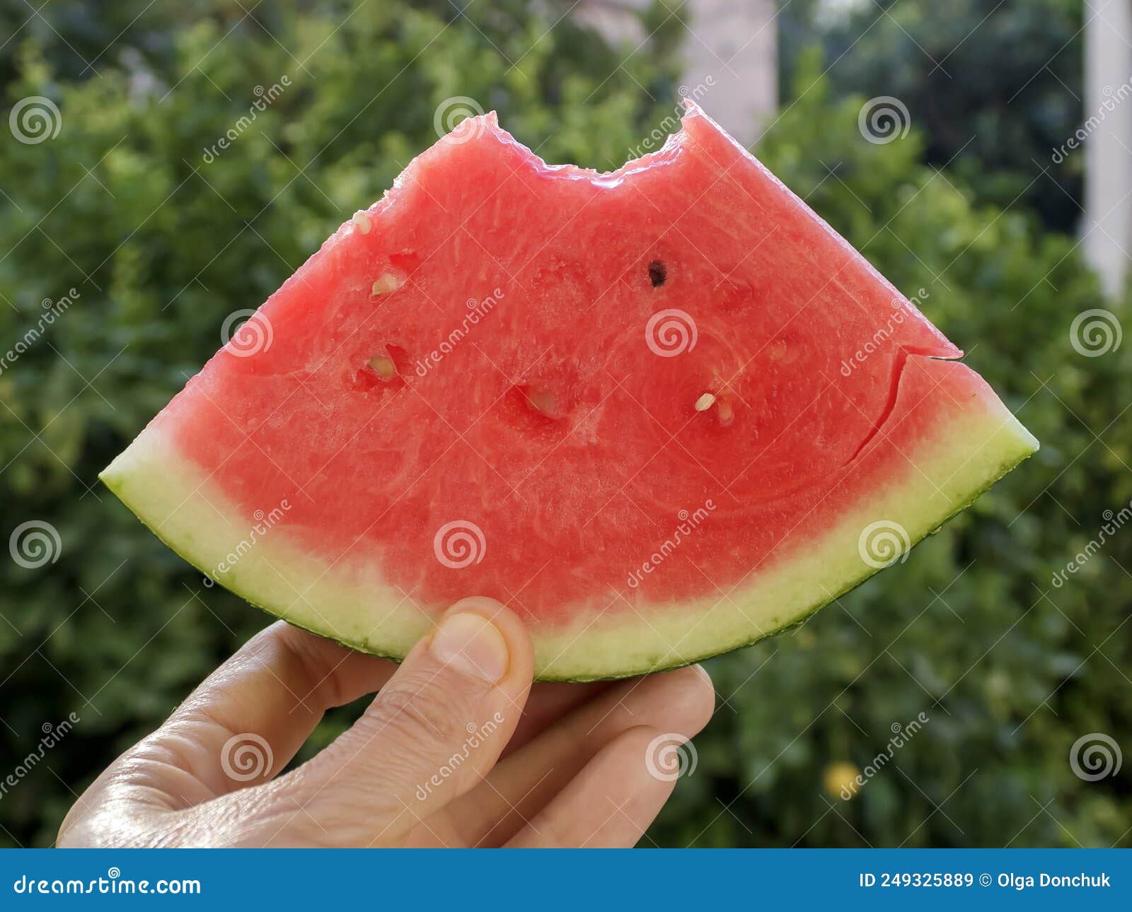 Watermelon Slice with Missing Bite in Hand Stock Image - Image of green ...