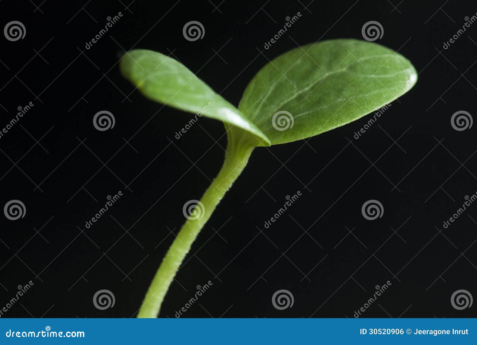 Watermelon sprout stock photo. Image of black, botanical - 30520906