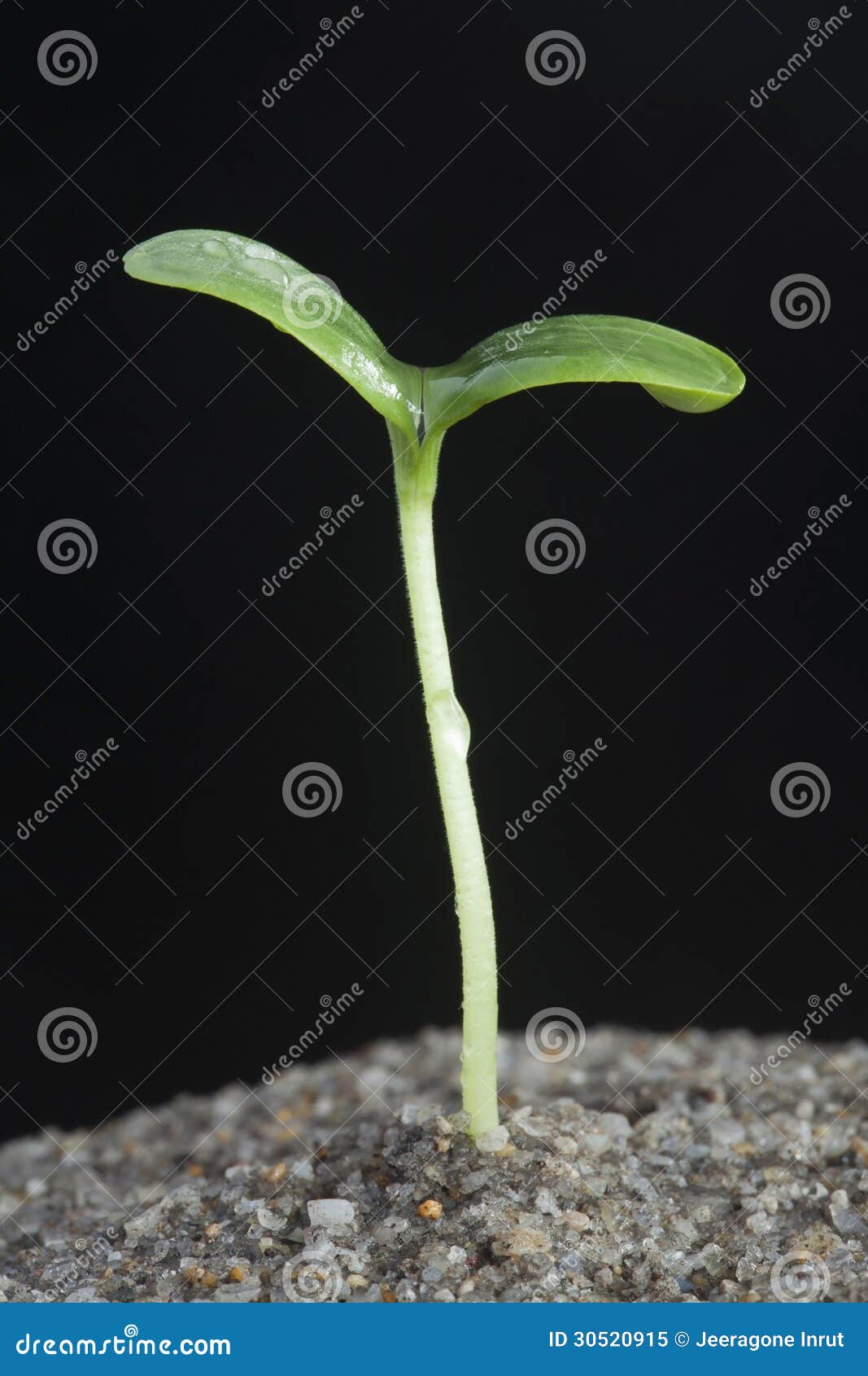 Watermelon sprout stock image. Image of garden, farming - 30520915