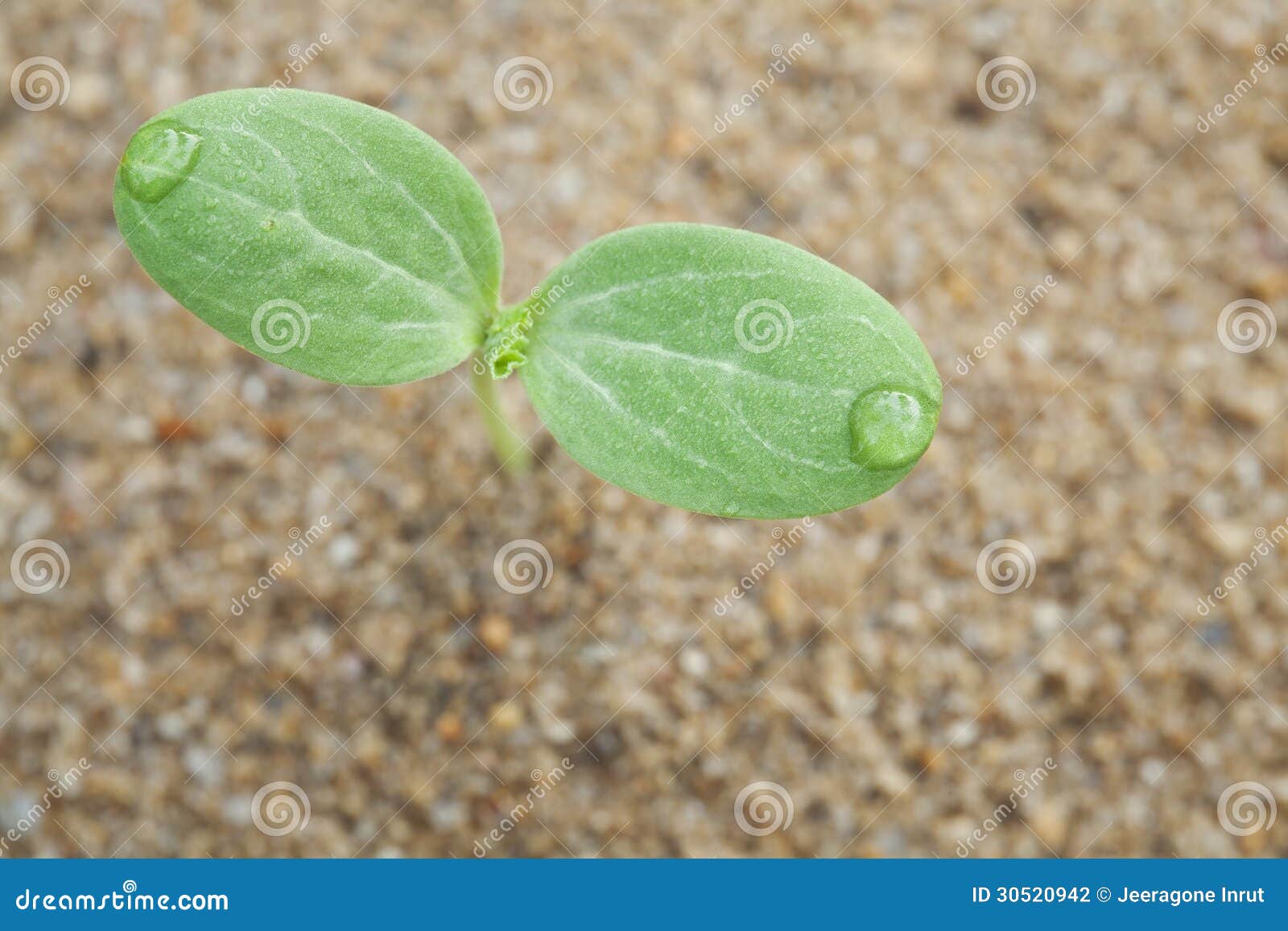 Watermelon sprout stock photo. Image of conceptual, leaf - 30520942