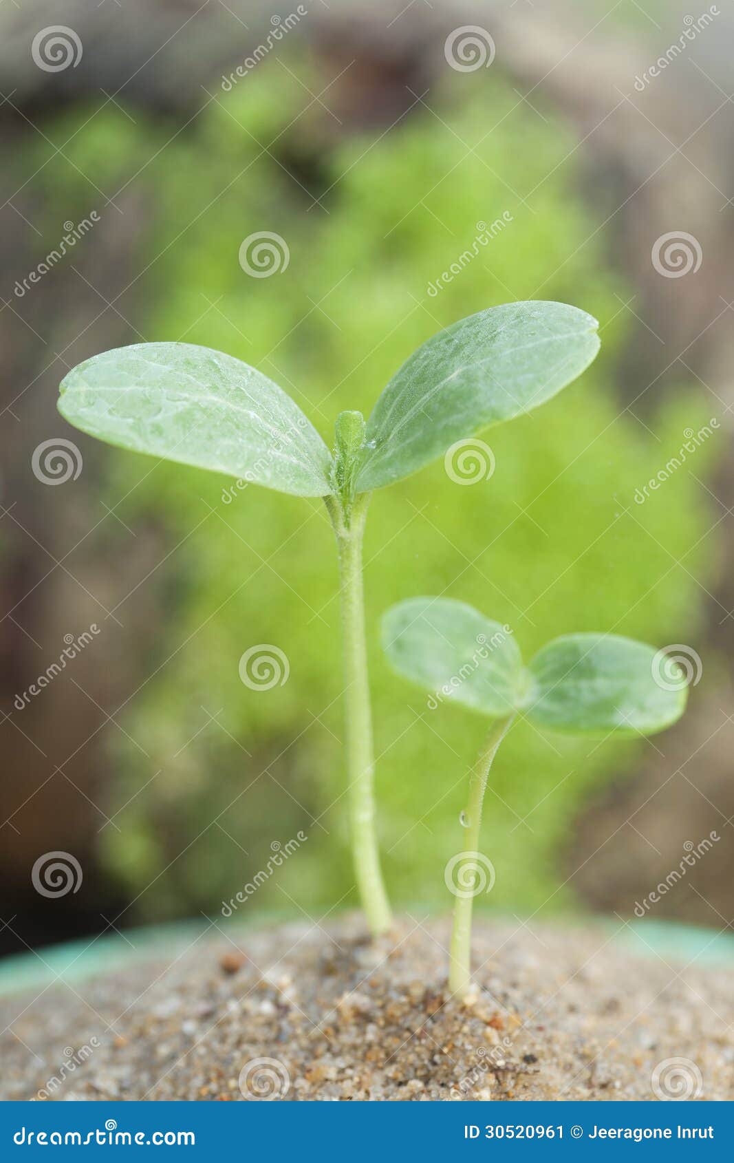 Watermelon sprout stock image. Image of health, leaf - 30520961
