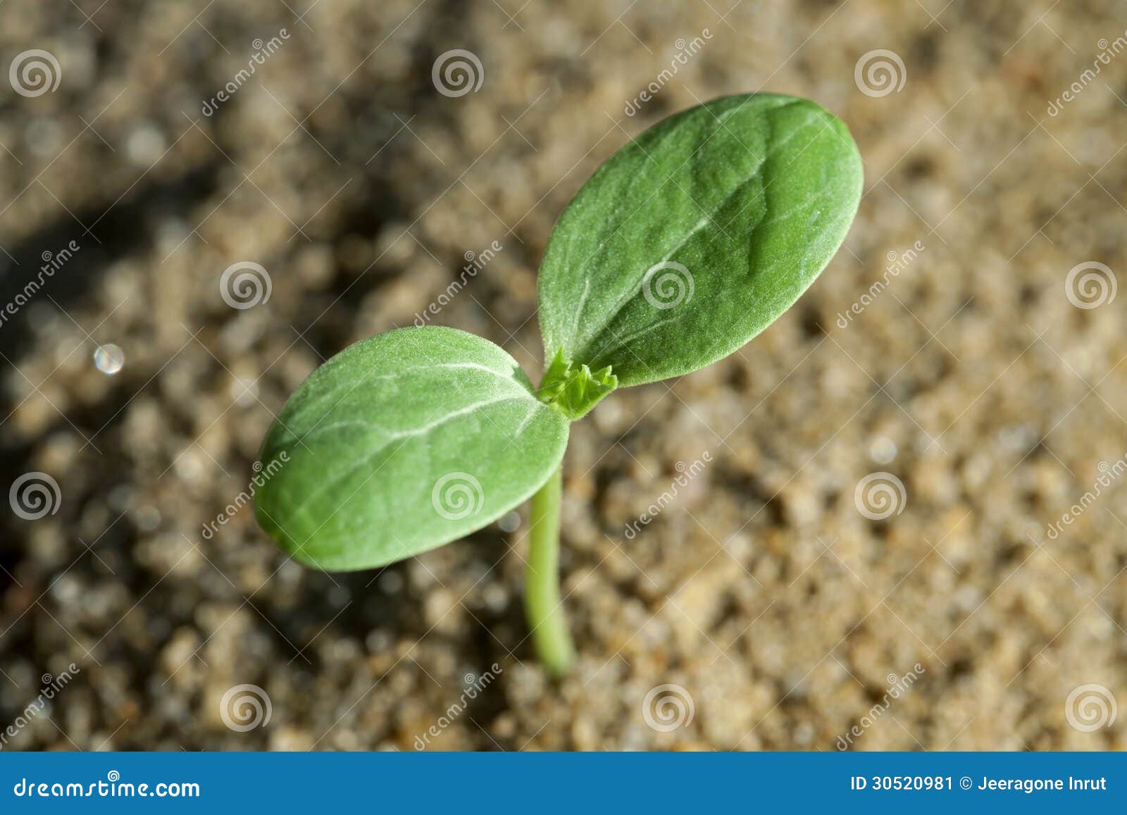 Watermelon sprout stock image. Image of healthy, emerging - 30520981