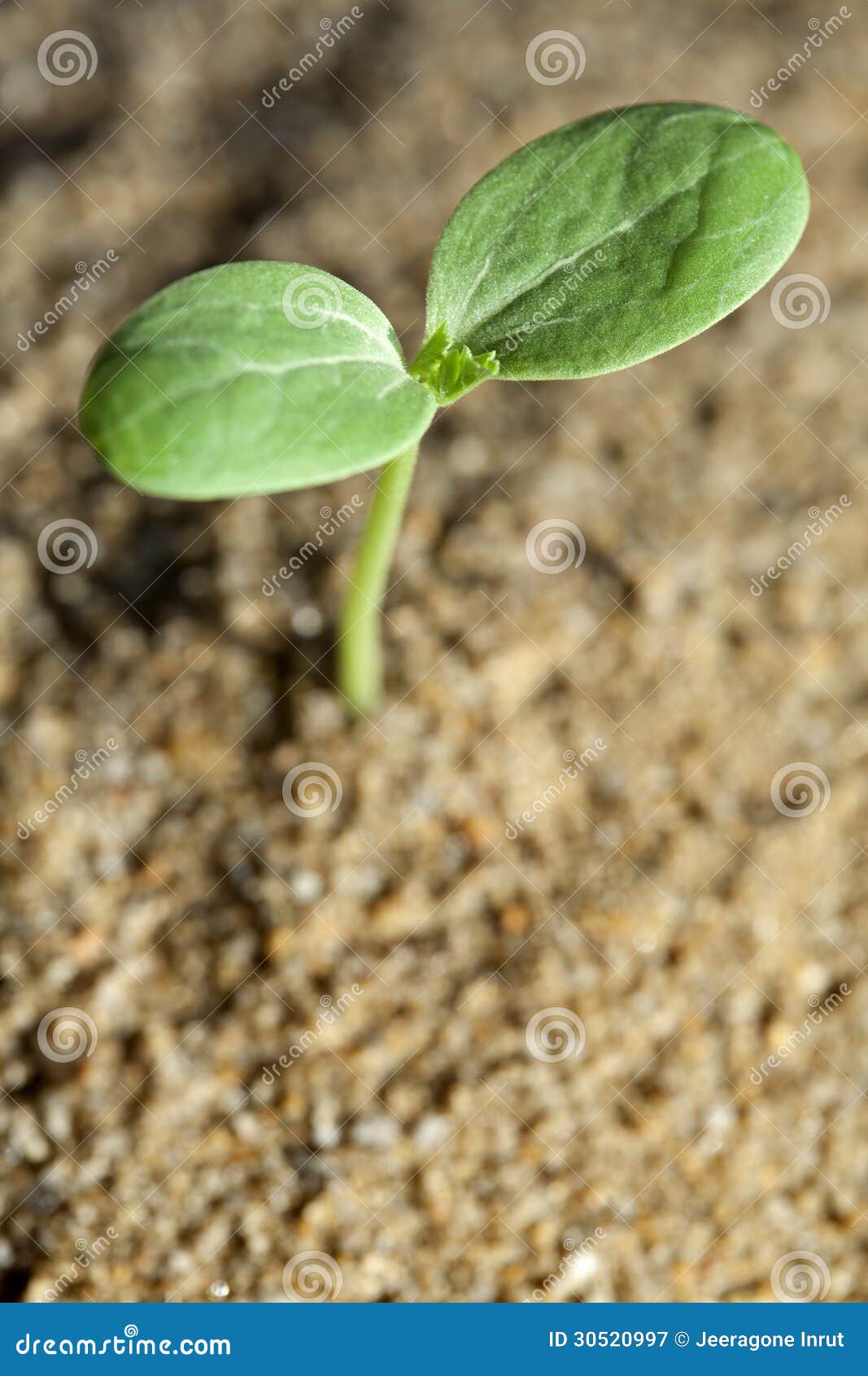 Watermelon sprout stock image. Image of ecology, growth - 30520997
