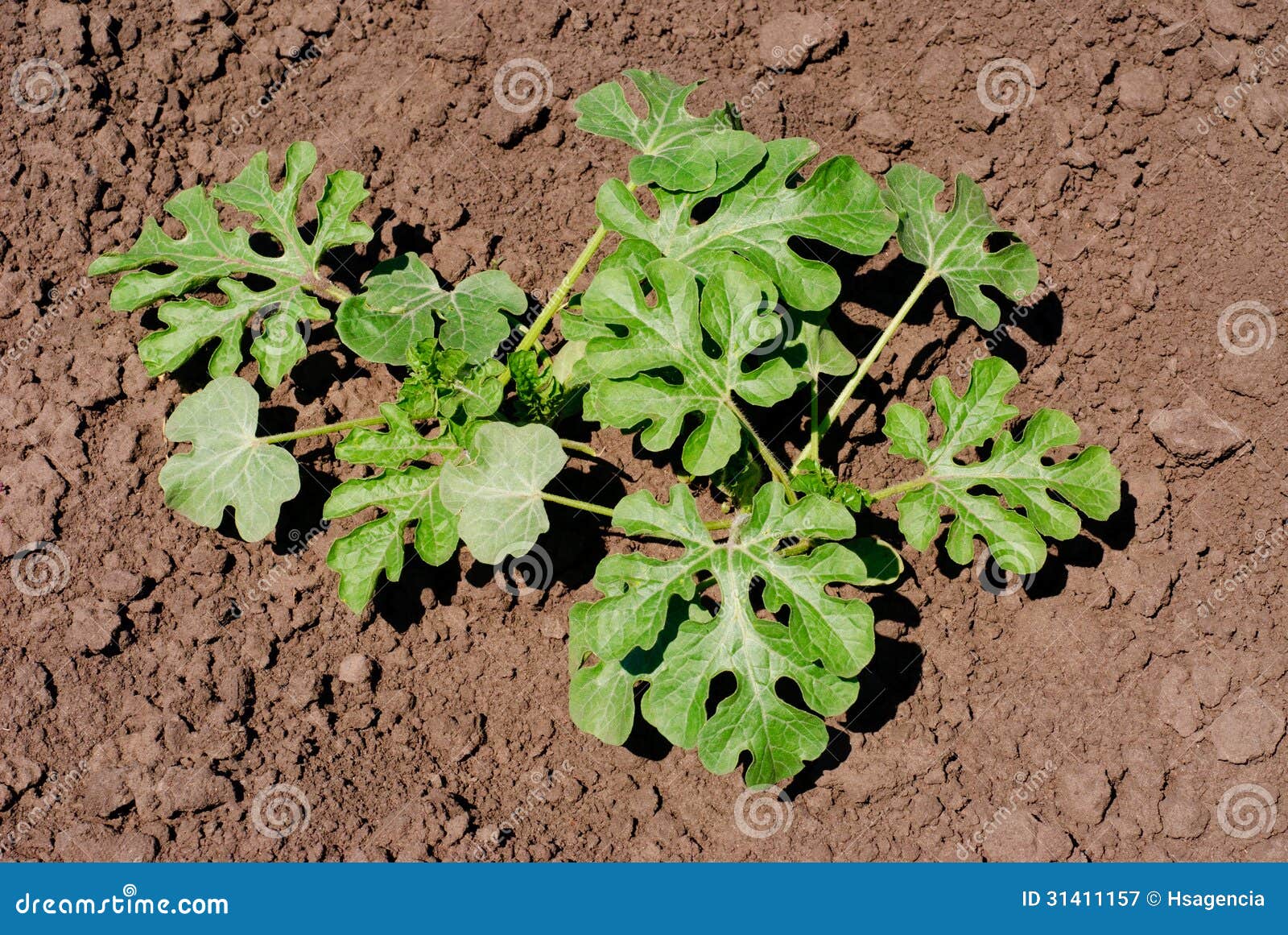 Watermelon sprout stock image. Image of sunny, bush, seasonal - 31411157