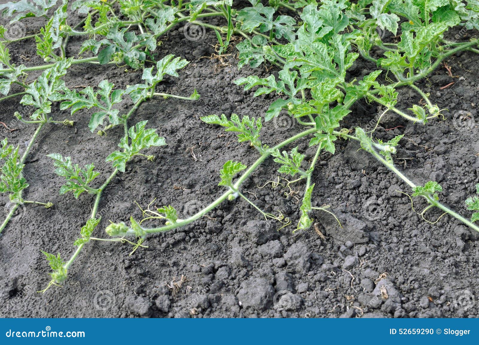Watermelon Sprout in the Vegetable Garden Stock Photo - Image of nature ...