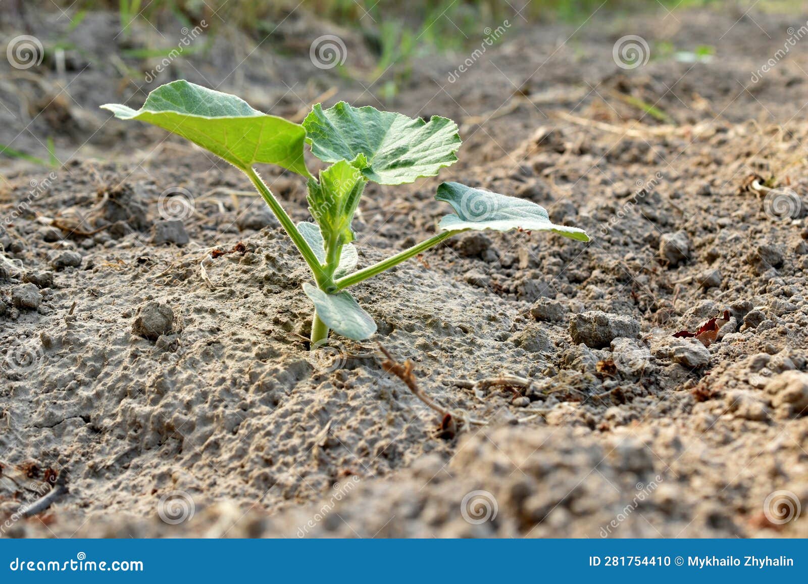 Shoots of a Watermelon Bush in the Garden. Stock Photo - Image of ...
