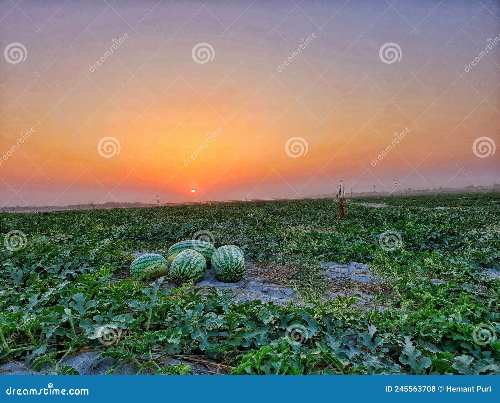 Watermelon Sunset Agriculture Riverside Sun Evening Stock Photo - Image ...