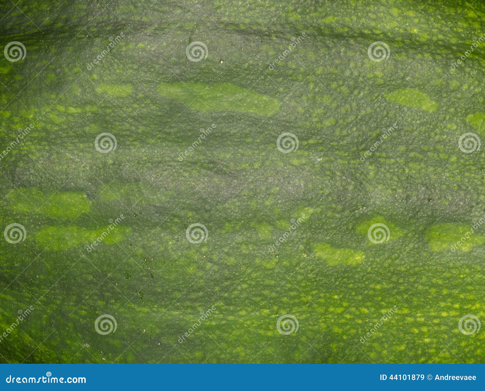 Watermelon texture stock image. Image of peel, melon - 44101879