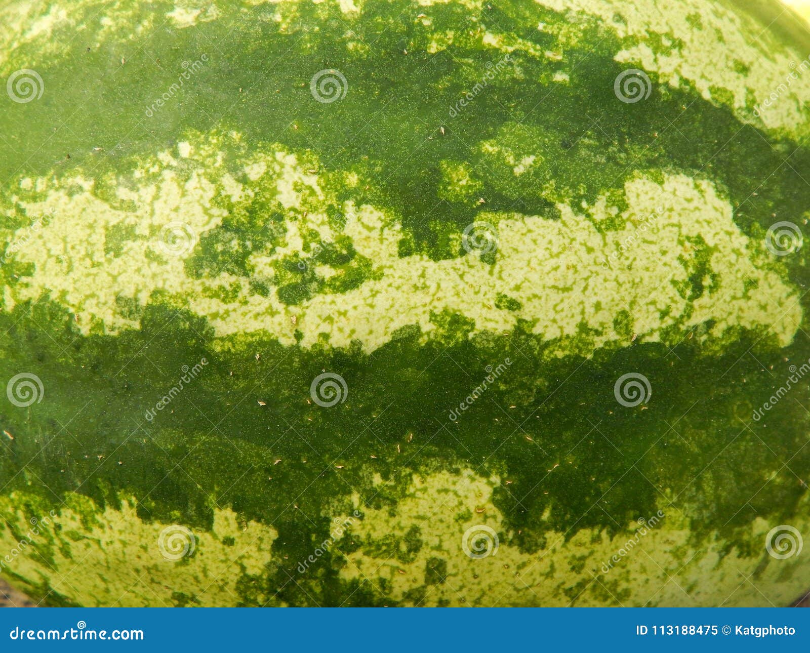 Watermelon Texture Pattern Background Stock Image - Image of backdrop ...