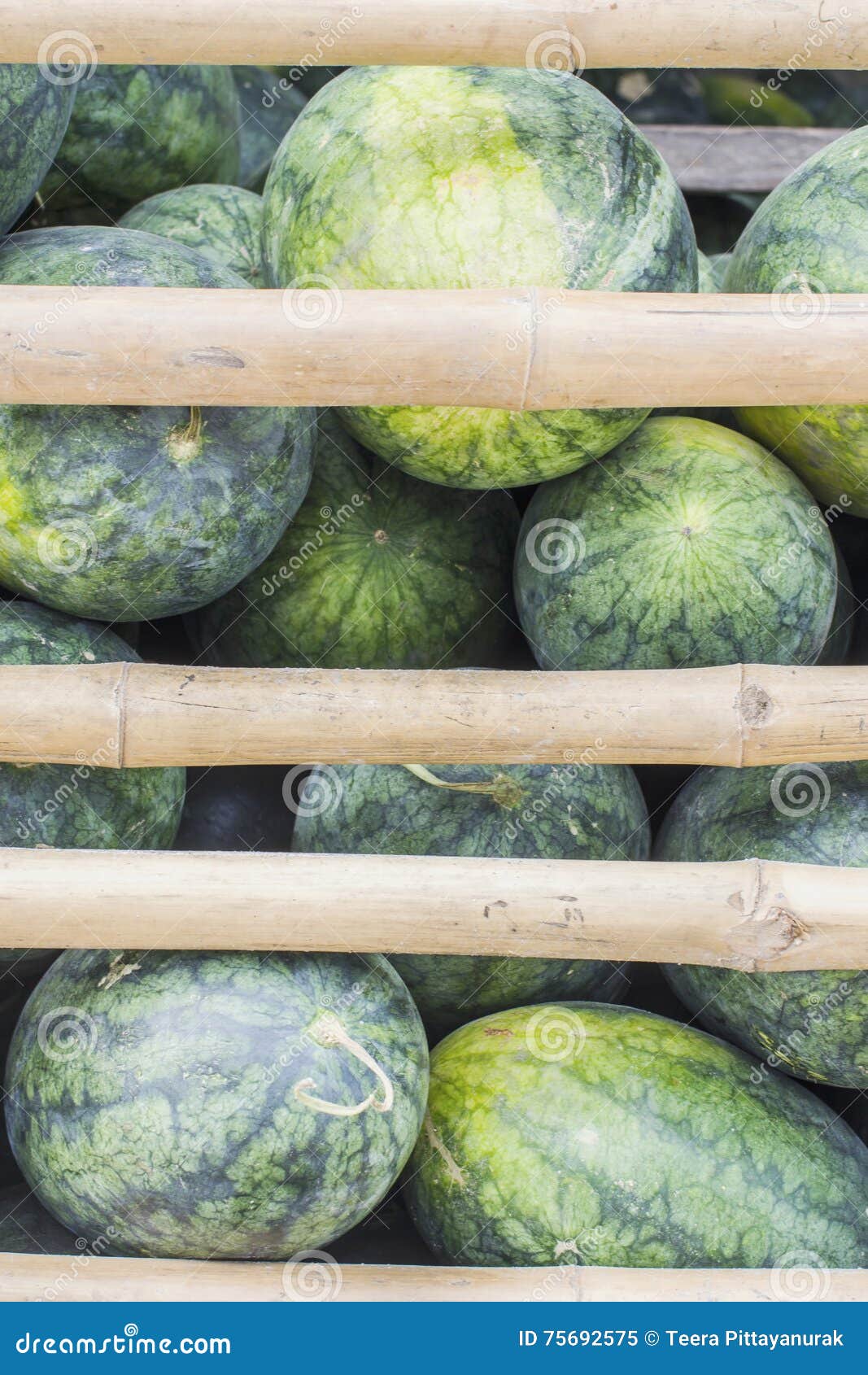 Watermelon on Transport Arrangements Stock Image - Image of circle ...