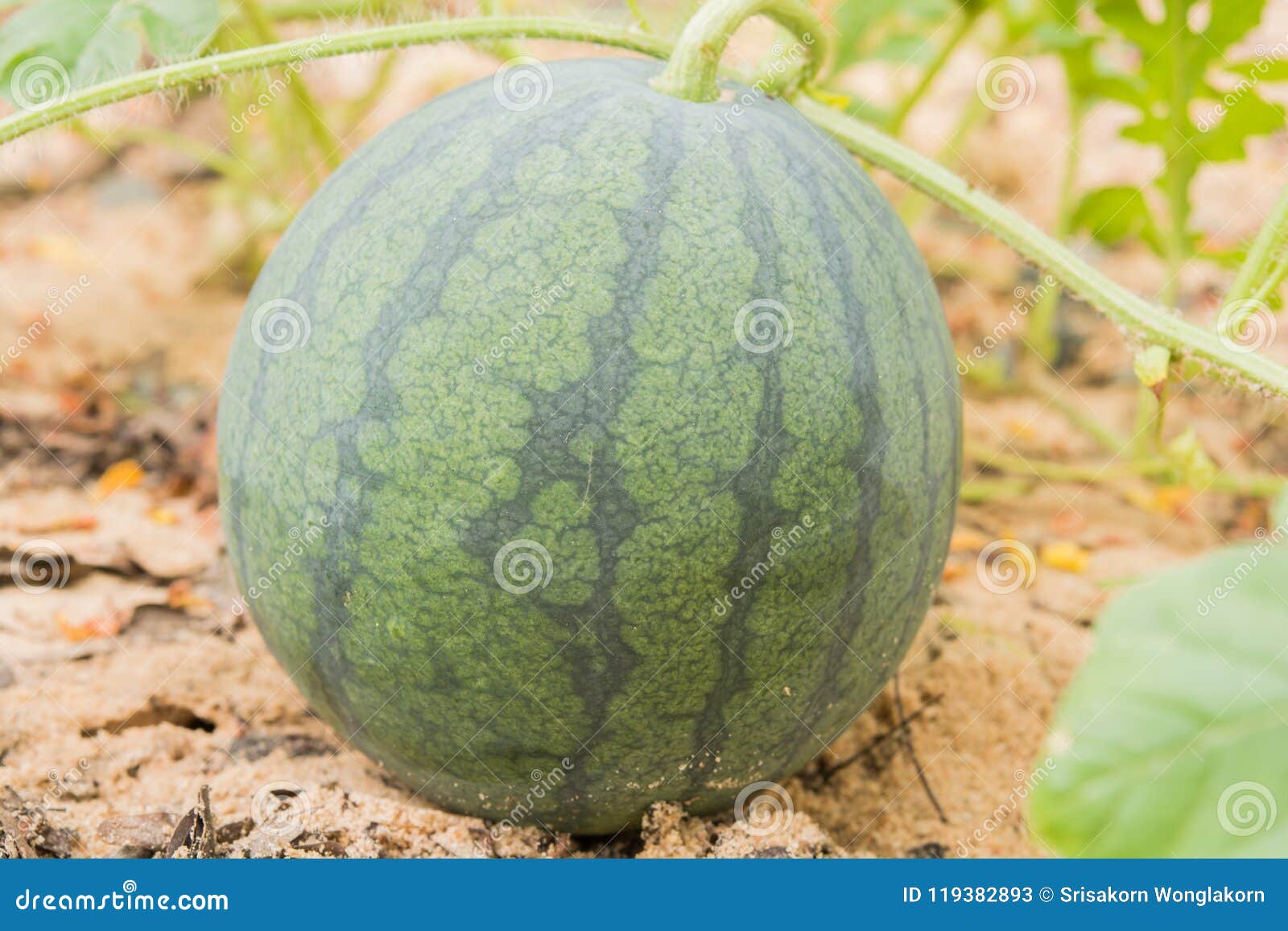 Watermelon Tree Stock Images - 1,432 Photos