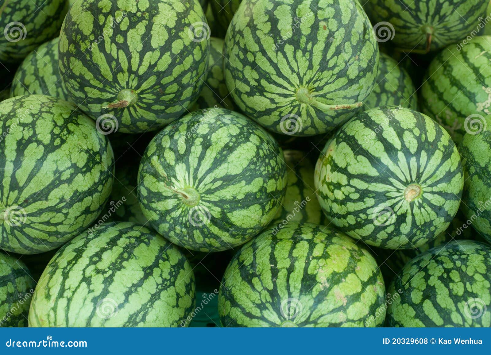Watermelon tropical stock photo. Image of dieting, natural - 20329608
