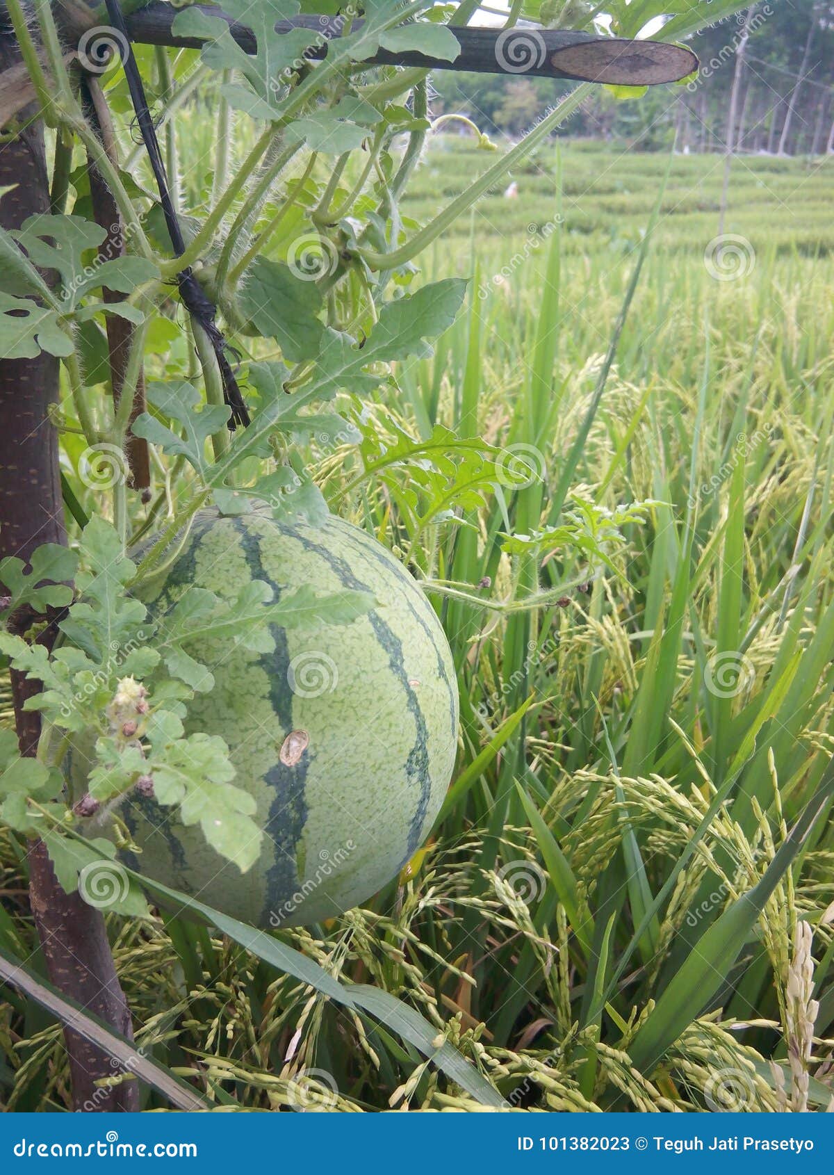 Watermelon stock image. Image of watermelon, rice, field - 101382023