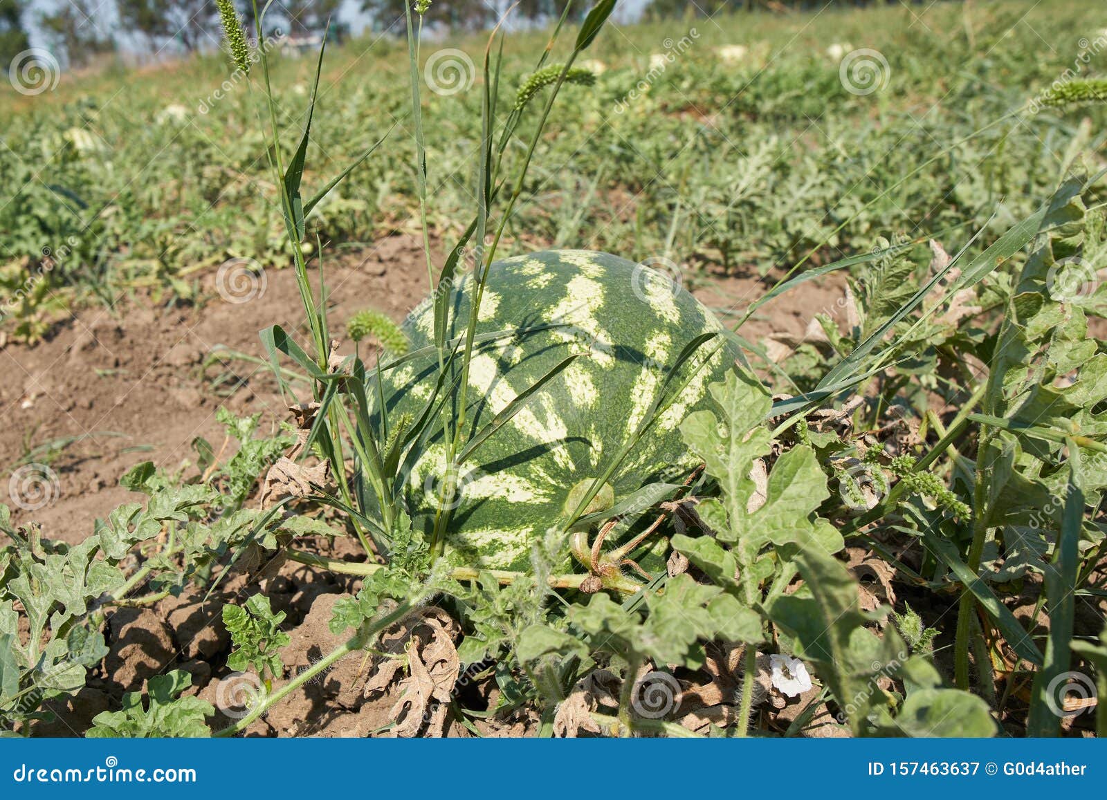 Watermelon stock image. Image of gourds, single, green - 157463637