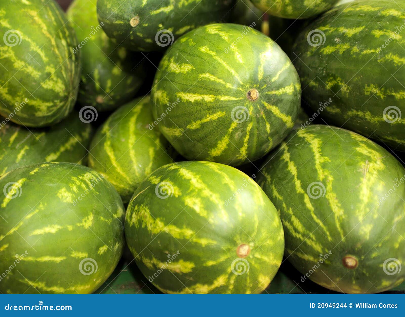 Watermelons stock photo. Image of farmers, north, seedless - 20949244