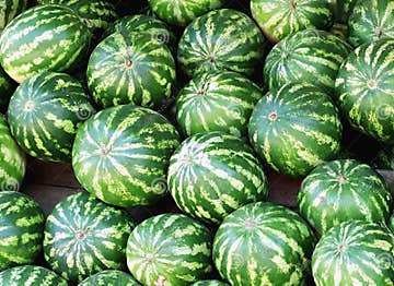 Watermelons stock image. Image of farm, horticulture, farming - 235435