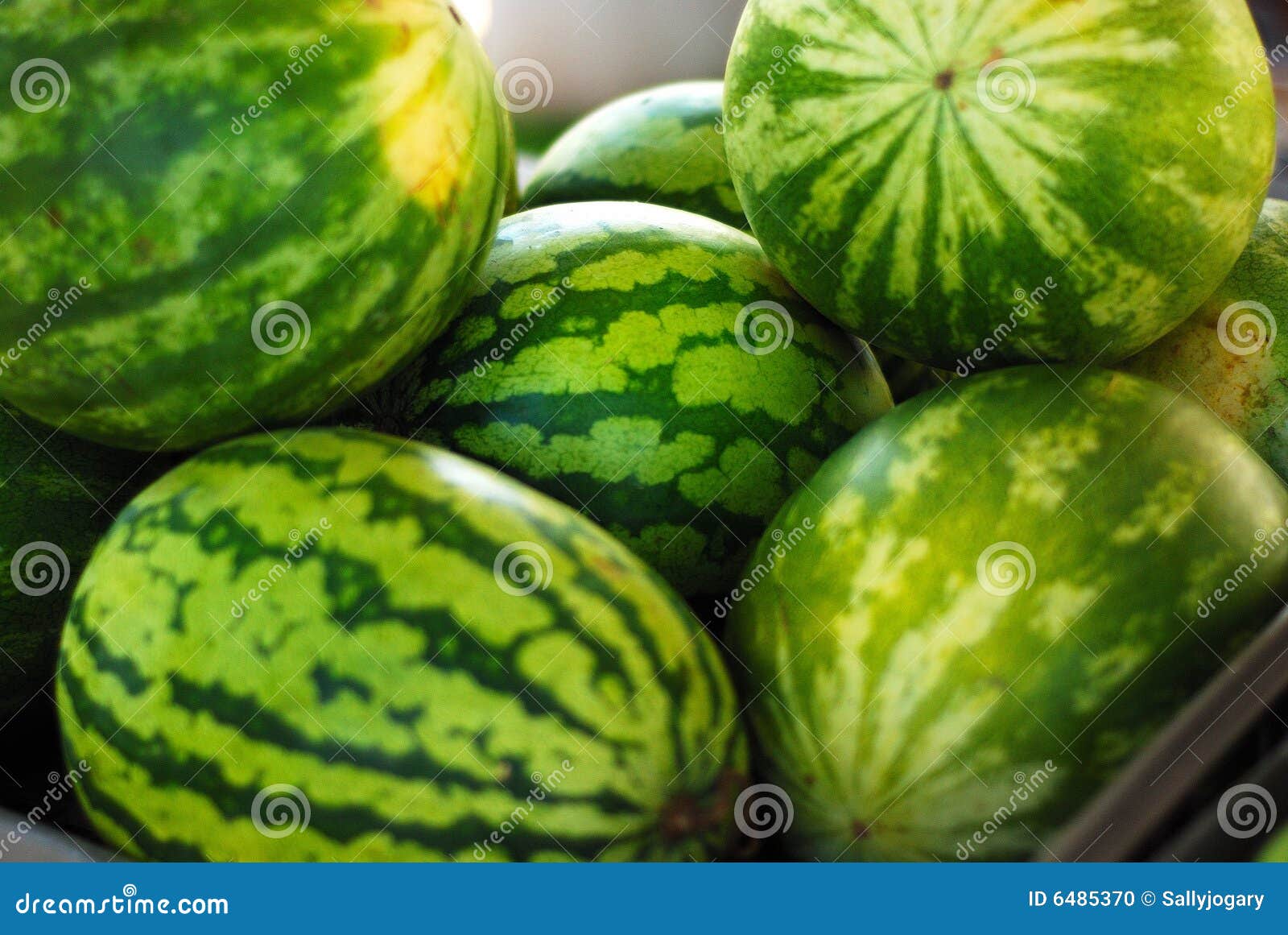 Watermelons stock photo. Image of farming, colorful, autumn - 6485370