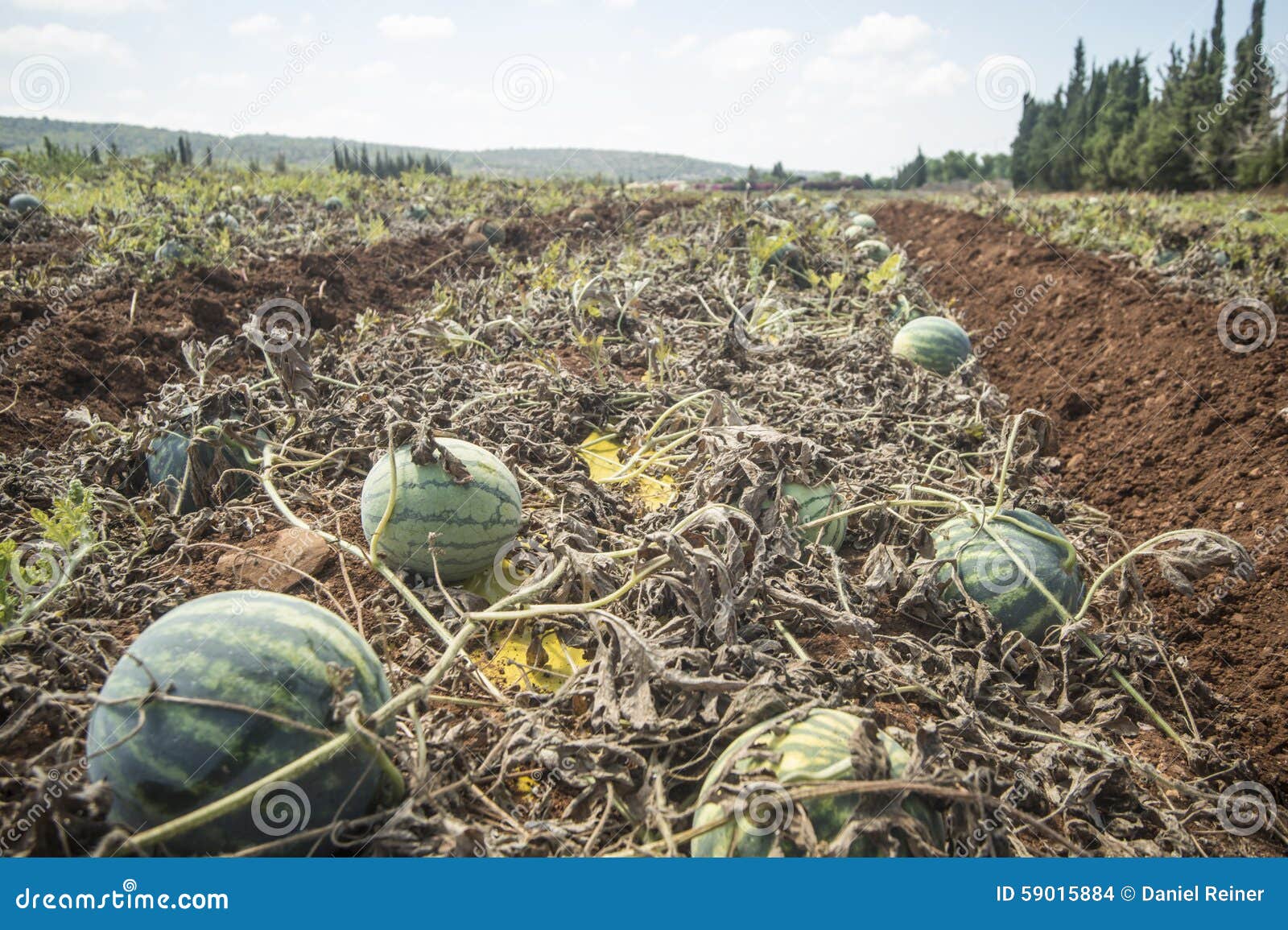 Watermelons crop stock photo. Image of plantation, dessert - 59015884