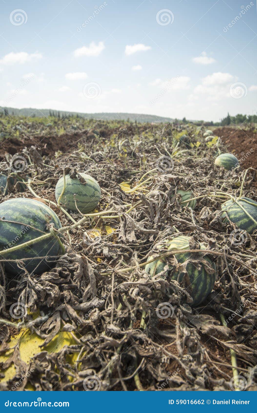 Watermelons crop stock photo. Image of farmland, farm - 59016662
