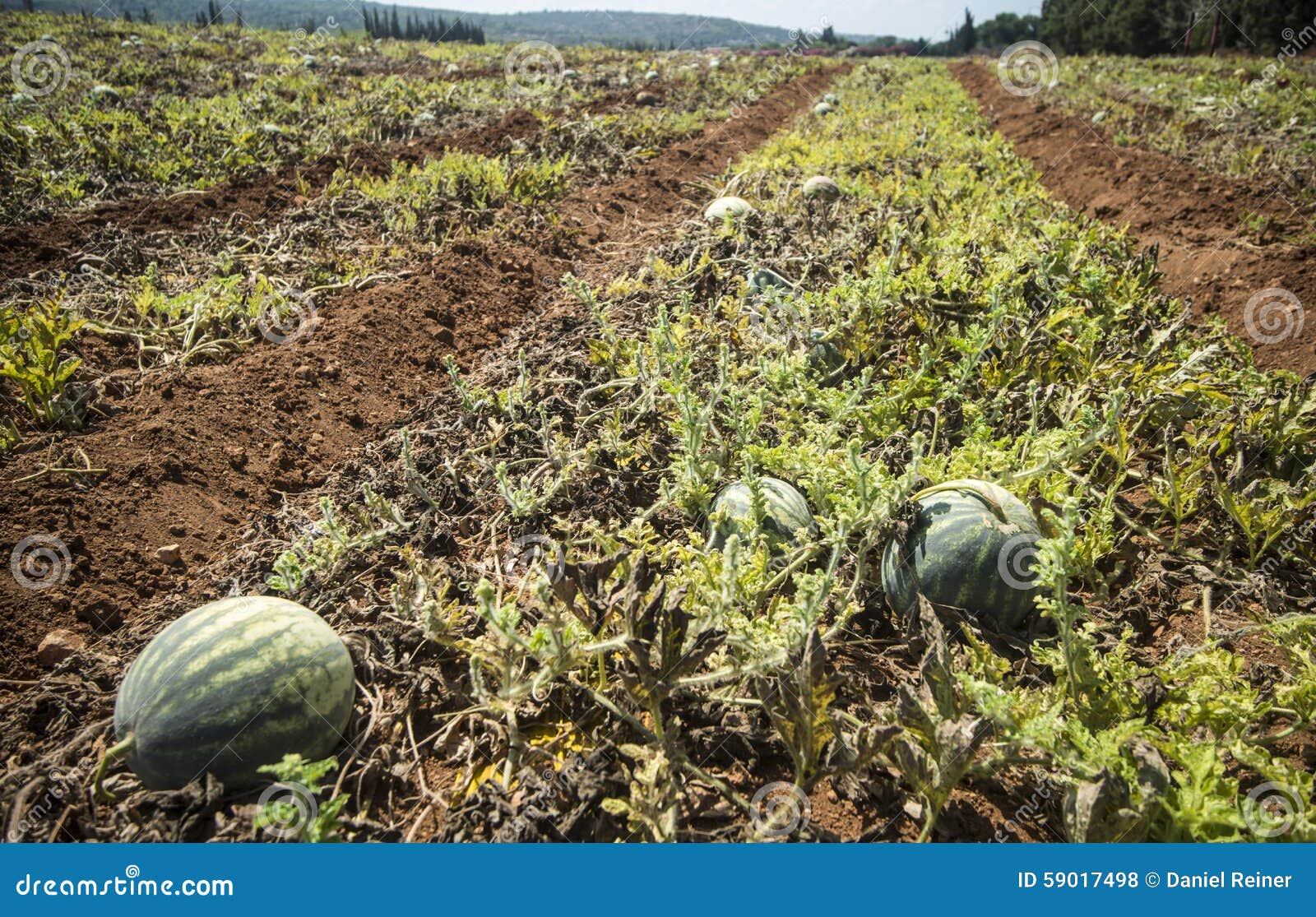 Watermelons crop stock photo. Image of watermelon, leaf - 59017498