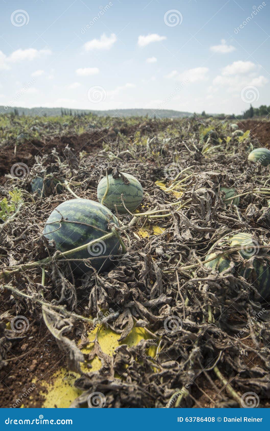Watermelons crop stock photo. Image of growing, agriculture - 63786408