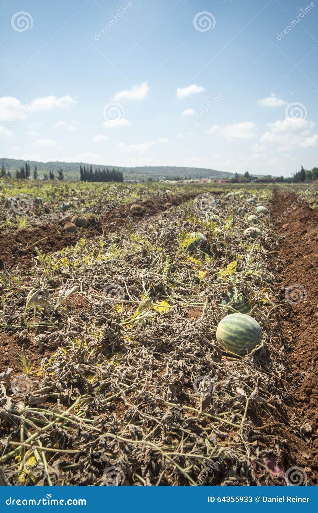 Watermelons crop stock image. Image of crop, nature, harvest - 64355933
