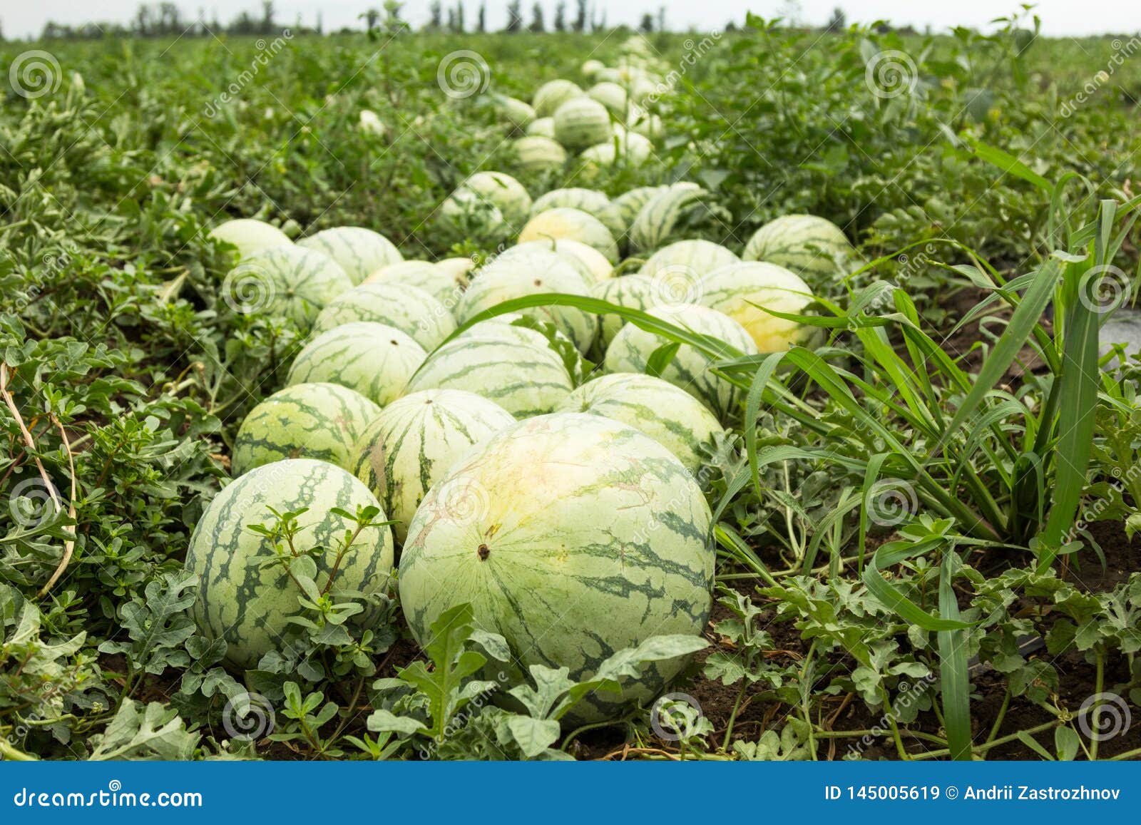 Many Watermelons Grow on the Field. Stock Image - Image of farm, field ...