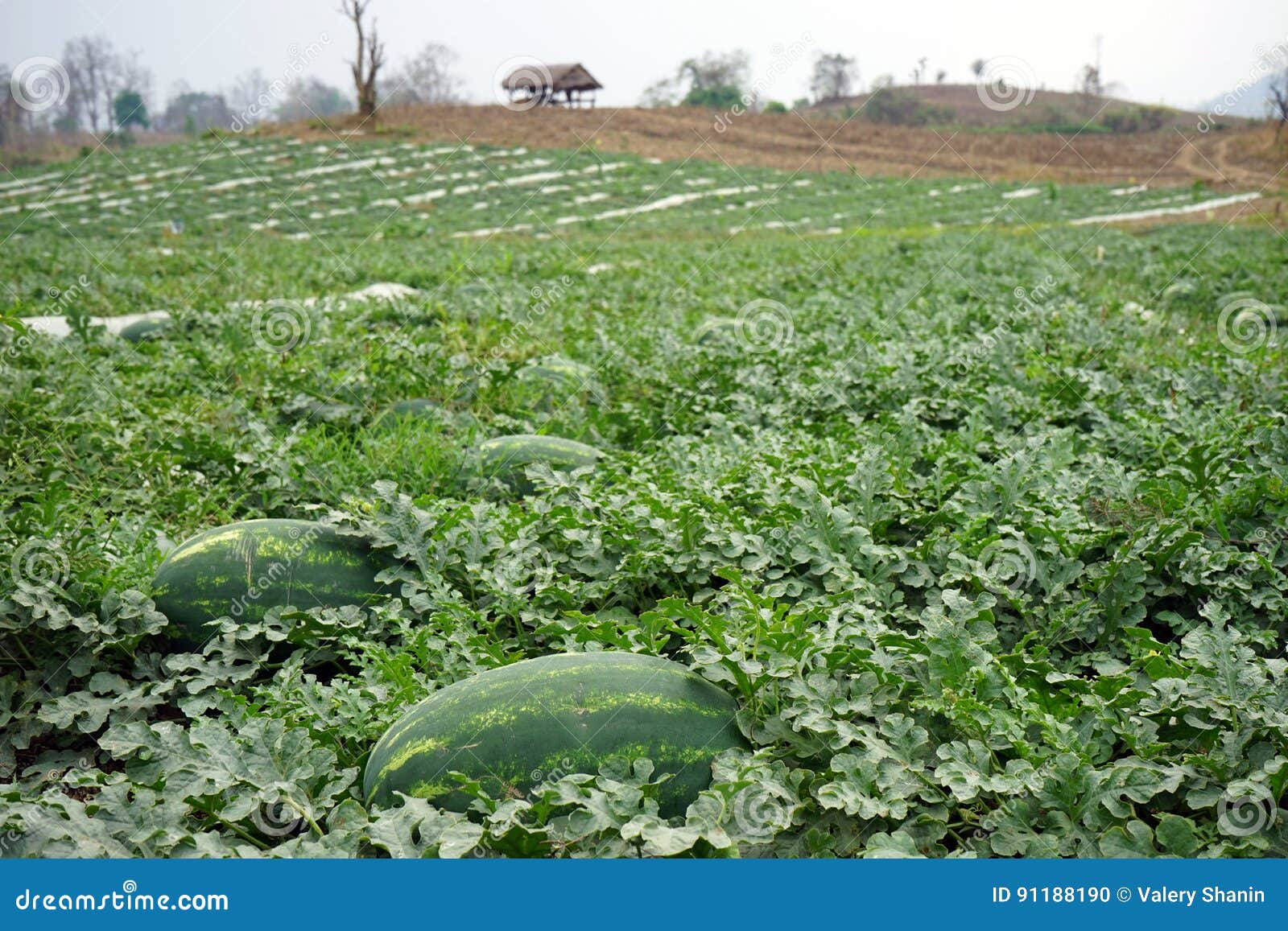 Watermelons on the field stock photo. Image of crop, plant - 91188190