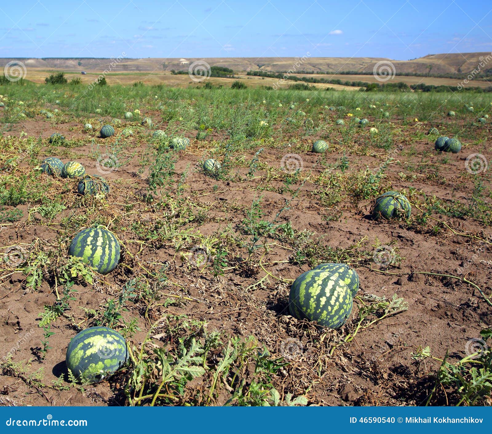 Watermelons in field stock photo. Image of nature, harvest - 46590540