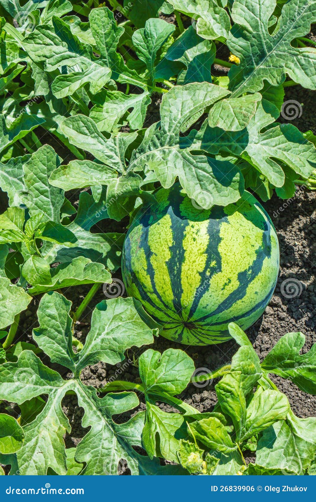 Watermelons on the Green Melon Field Stock Photo - Image of healthy ...