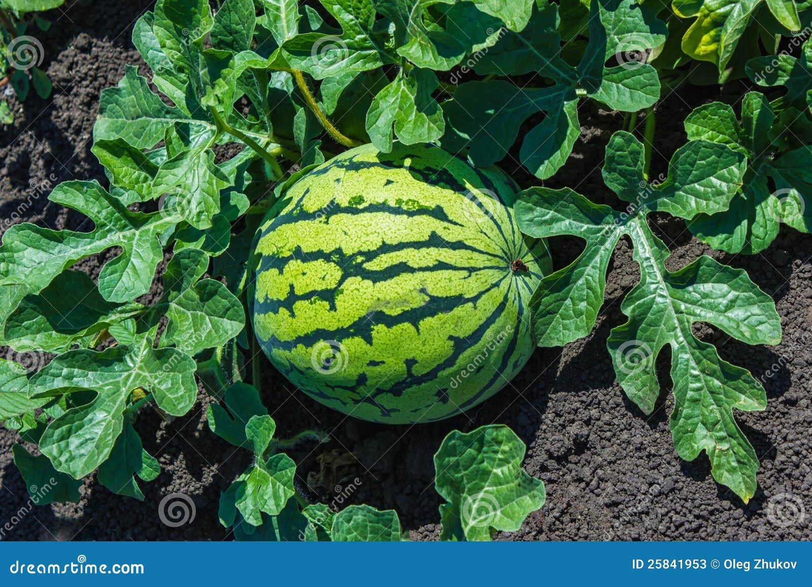 Watermelons on the Green Watermelon Plantation Stock Image - Image of ...