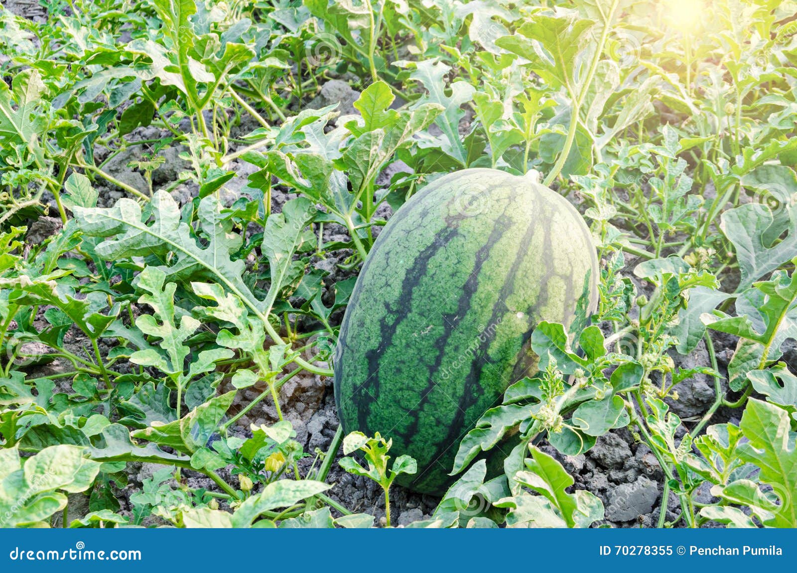 Watermelons on the Green Watermelon Plantation. Stock Image - Image of ...
