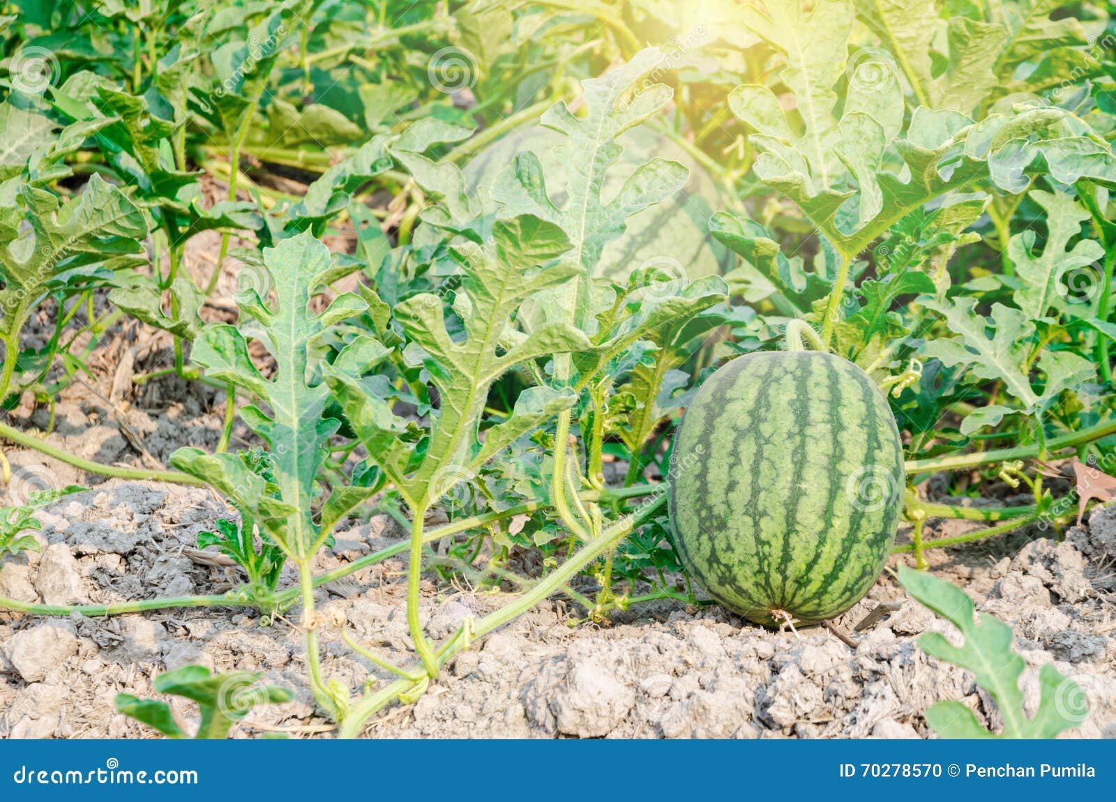 Watermelons on the Green Watermelon Plantation. Stock Photo - Image of ...
