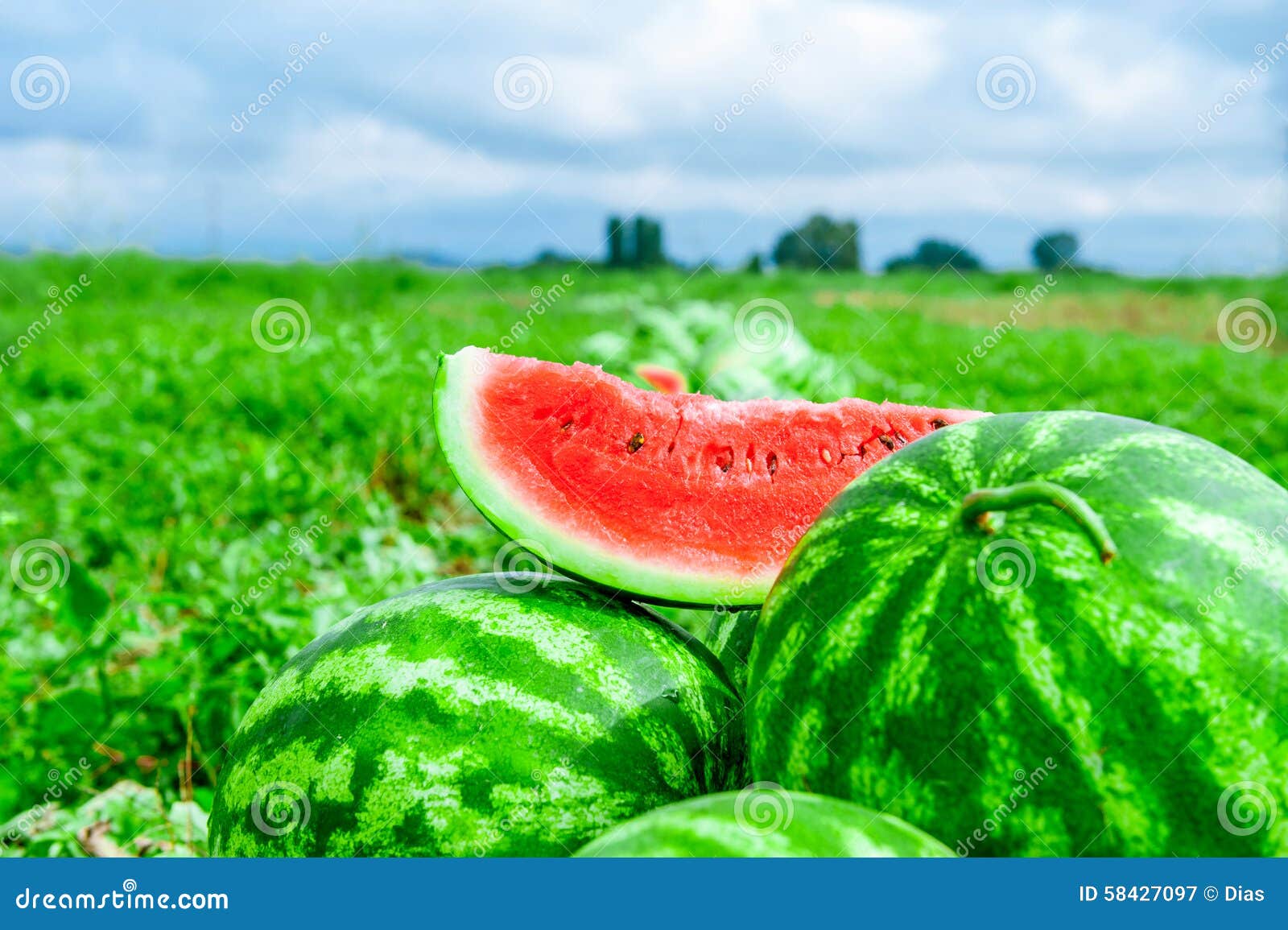 Watermelons on the Melon Field Stock Image - Image of sweet, farming ...