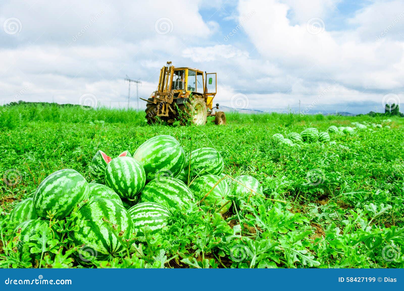 Watermelons on the Melon Field Stock Image - Image of fruit, food: 58427199