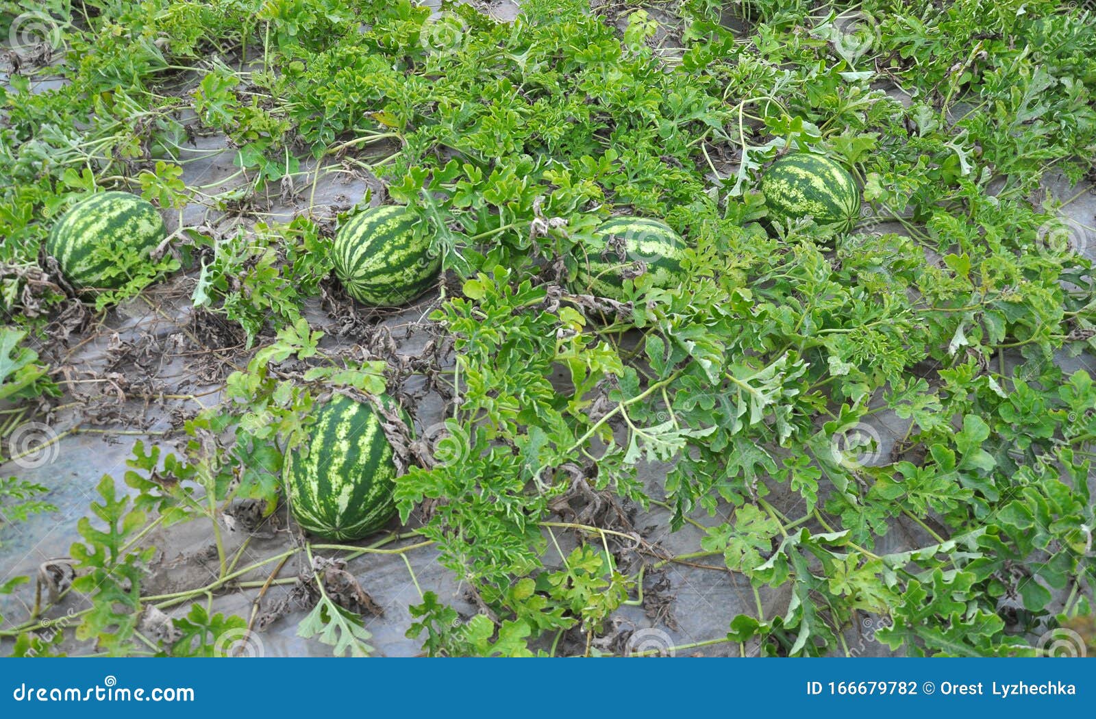 Watermelons Ripen in the Field Stock Photo - Image of nature ...
