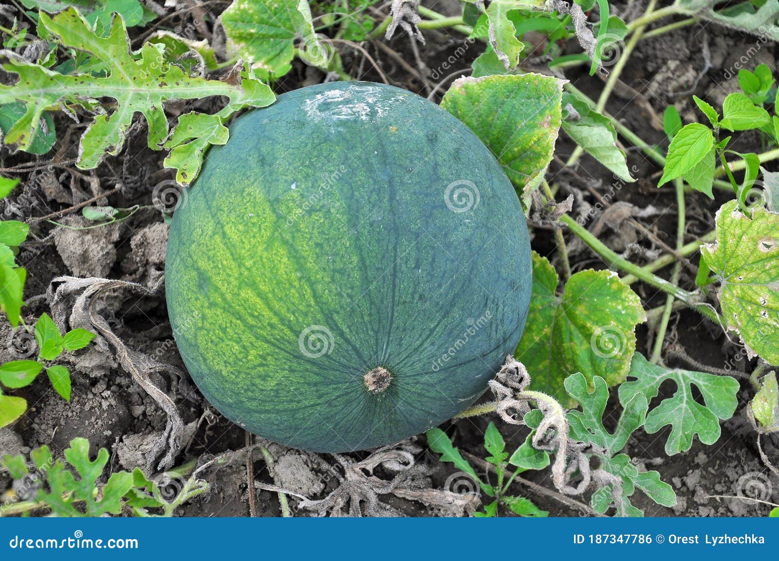 Watermelons Ripen in the Field Stock Photo - Image of agriculture ...