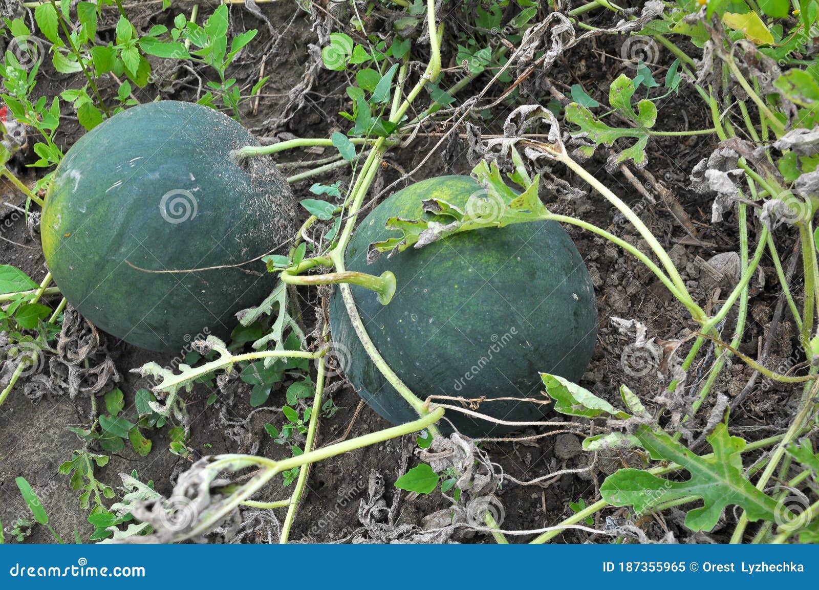 Watermelons Ripen in the Field Stock Image - Image of field, berry ...