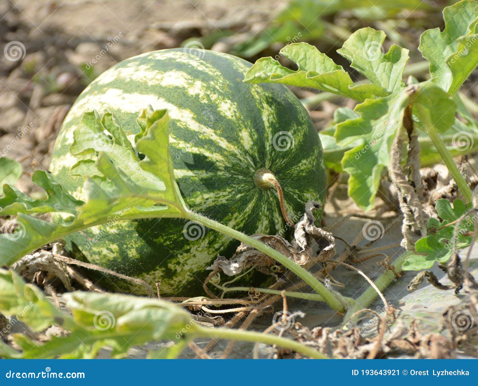 Watermelons Ripen in the Field Stock Image - Image of growth, organic ...