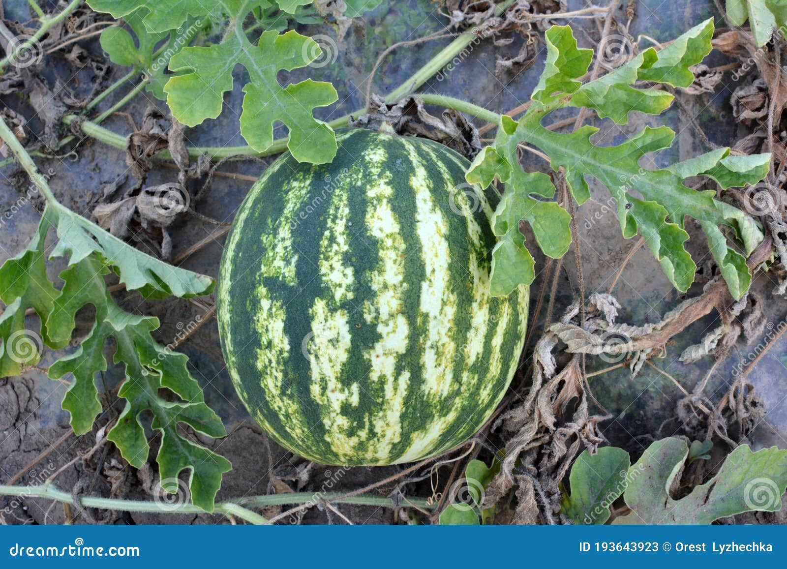 Watermelons Ripen in the Field Stock Image - Image of green, harvesting ...
