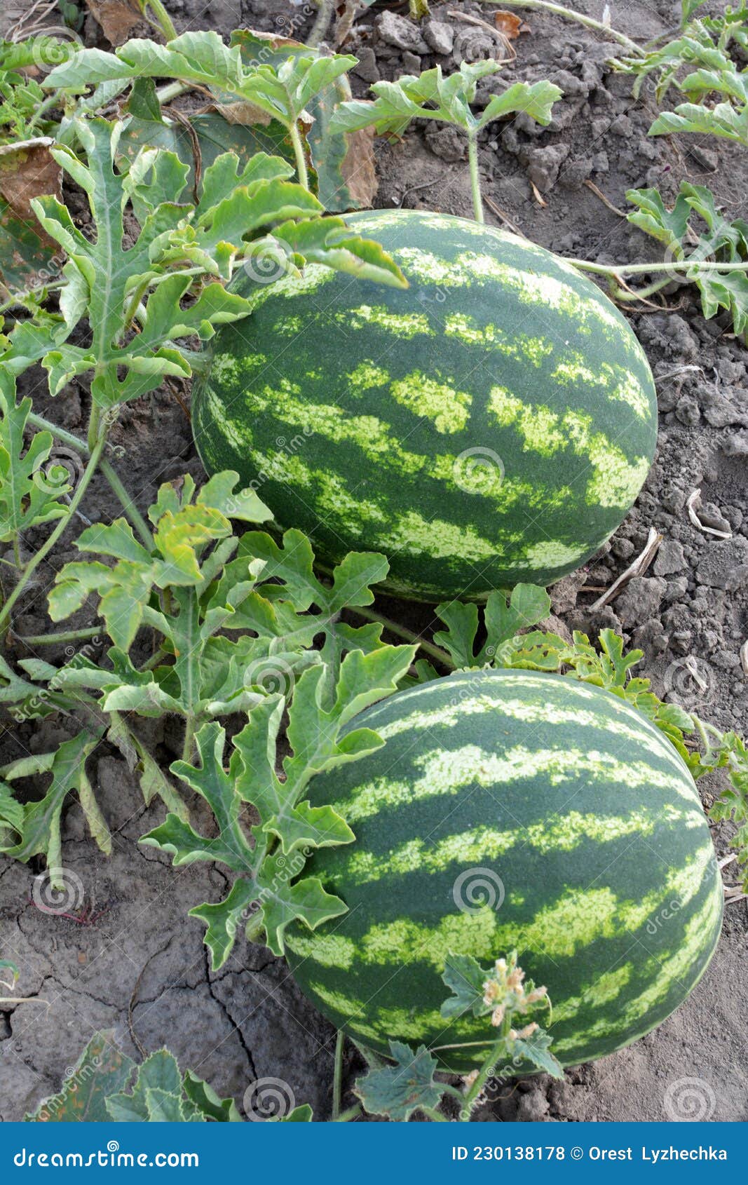 Watermelons Ripen in the Field Stock Photo - Image of nature, juice ...