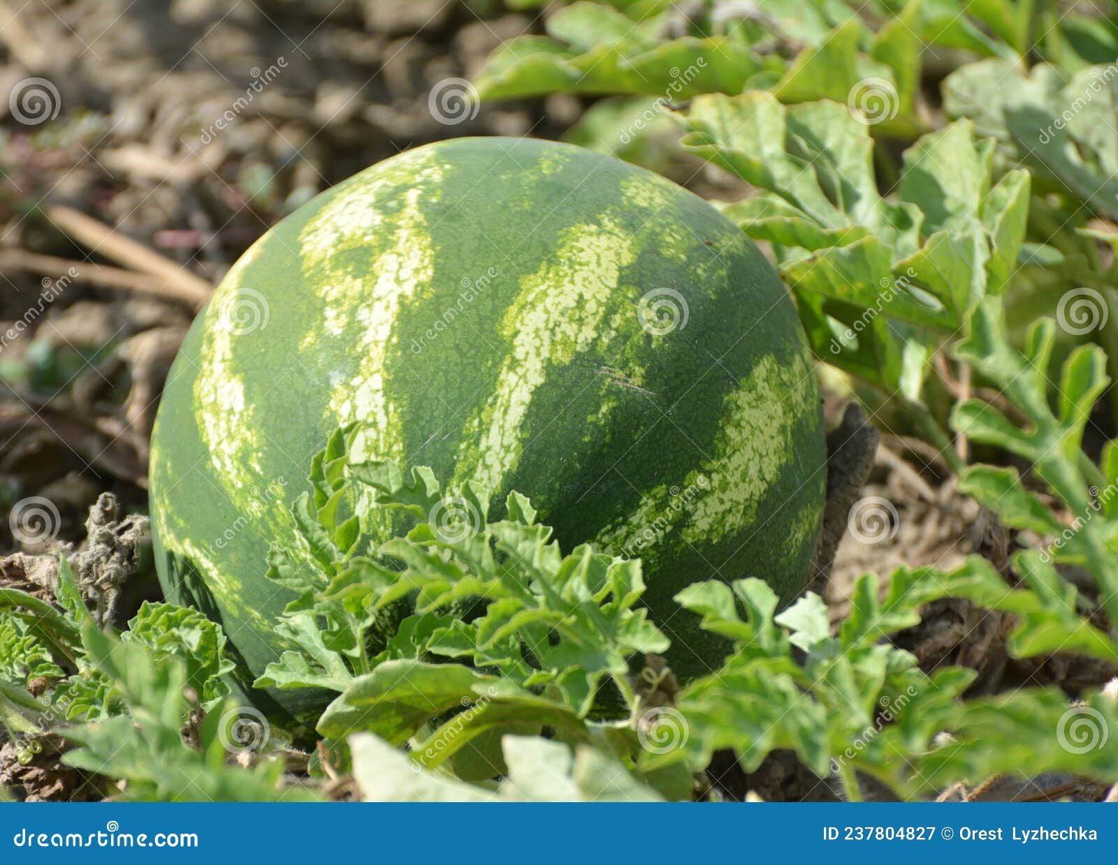 Watermelons Ripen in the Field Stock Image - Image of field, cultivated ...