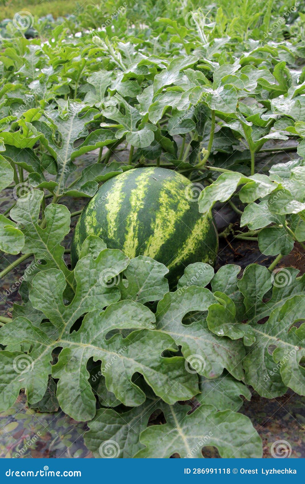 Watermelons Ripen in the Field Stock Photo - Image of watermelons ...